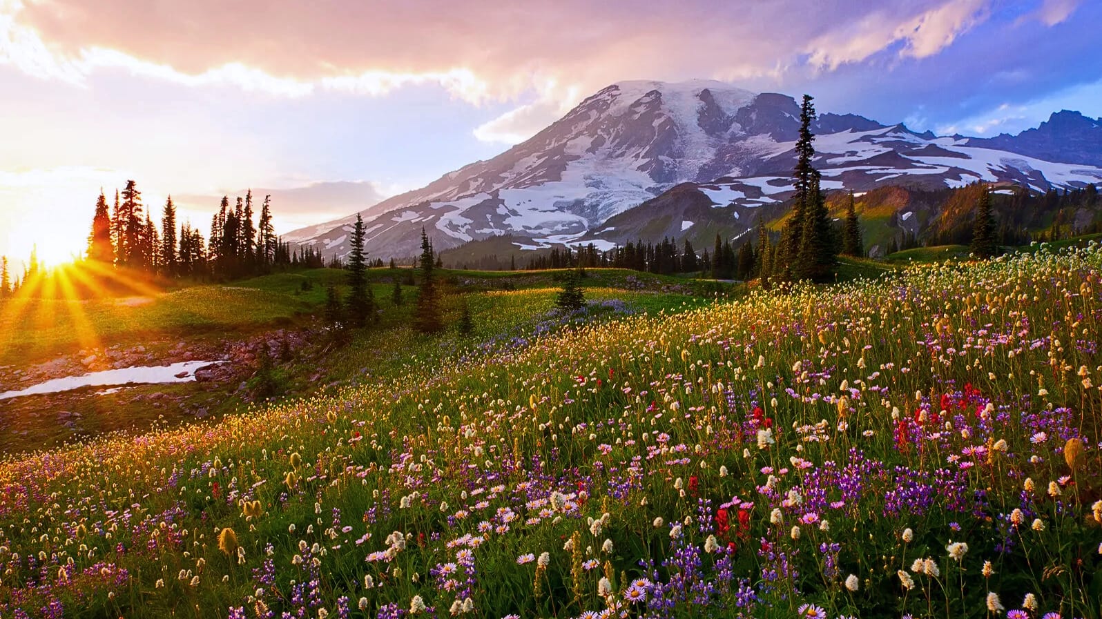 Your Ultimate Guide to Mount Rainier National Park: Weather, Lodging ...